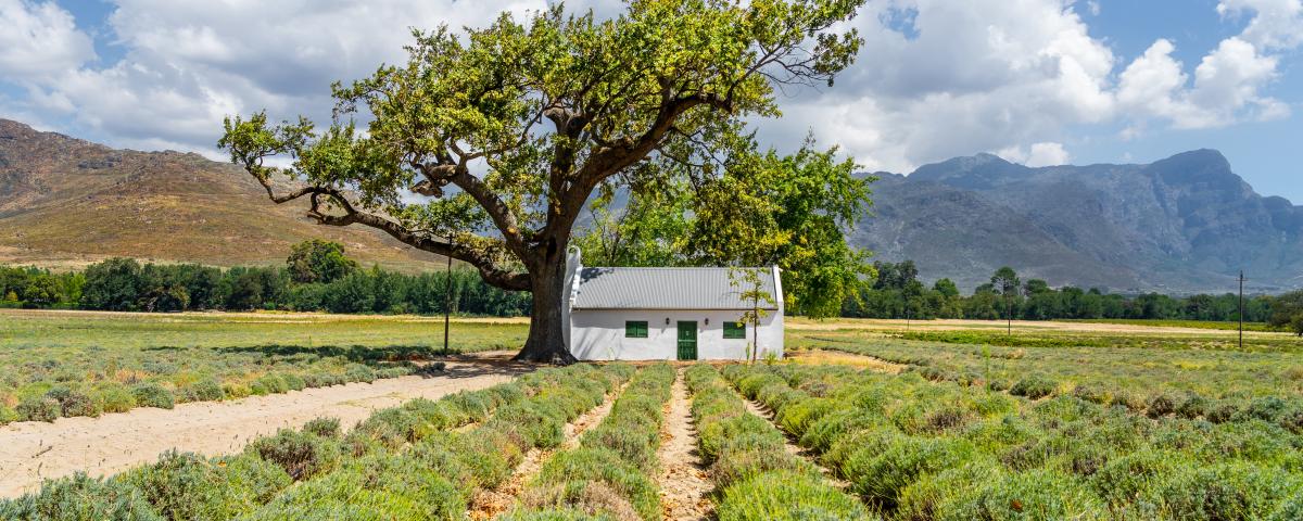 Farms South Africa