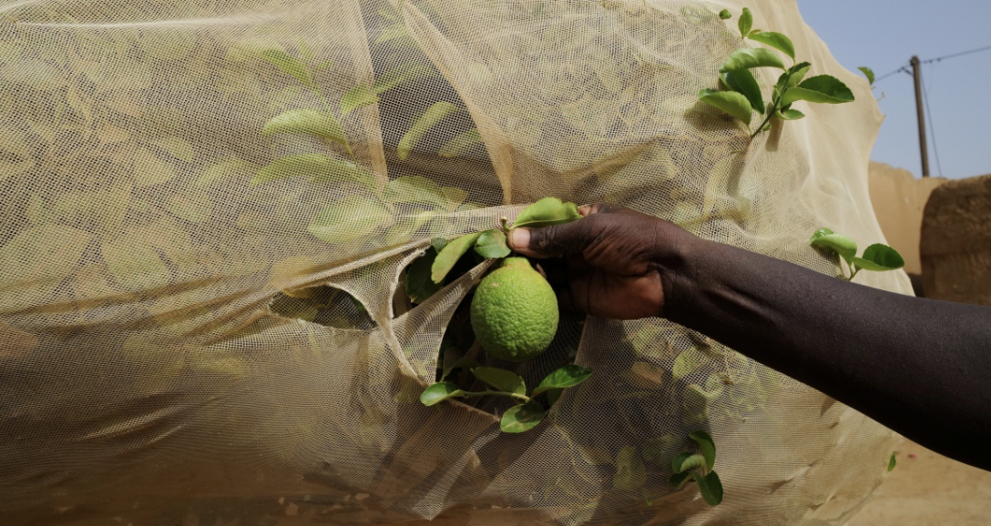 The urgency and benefits of climate adaptation for Africa’s agriculture ...