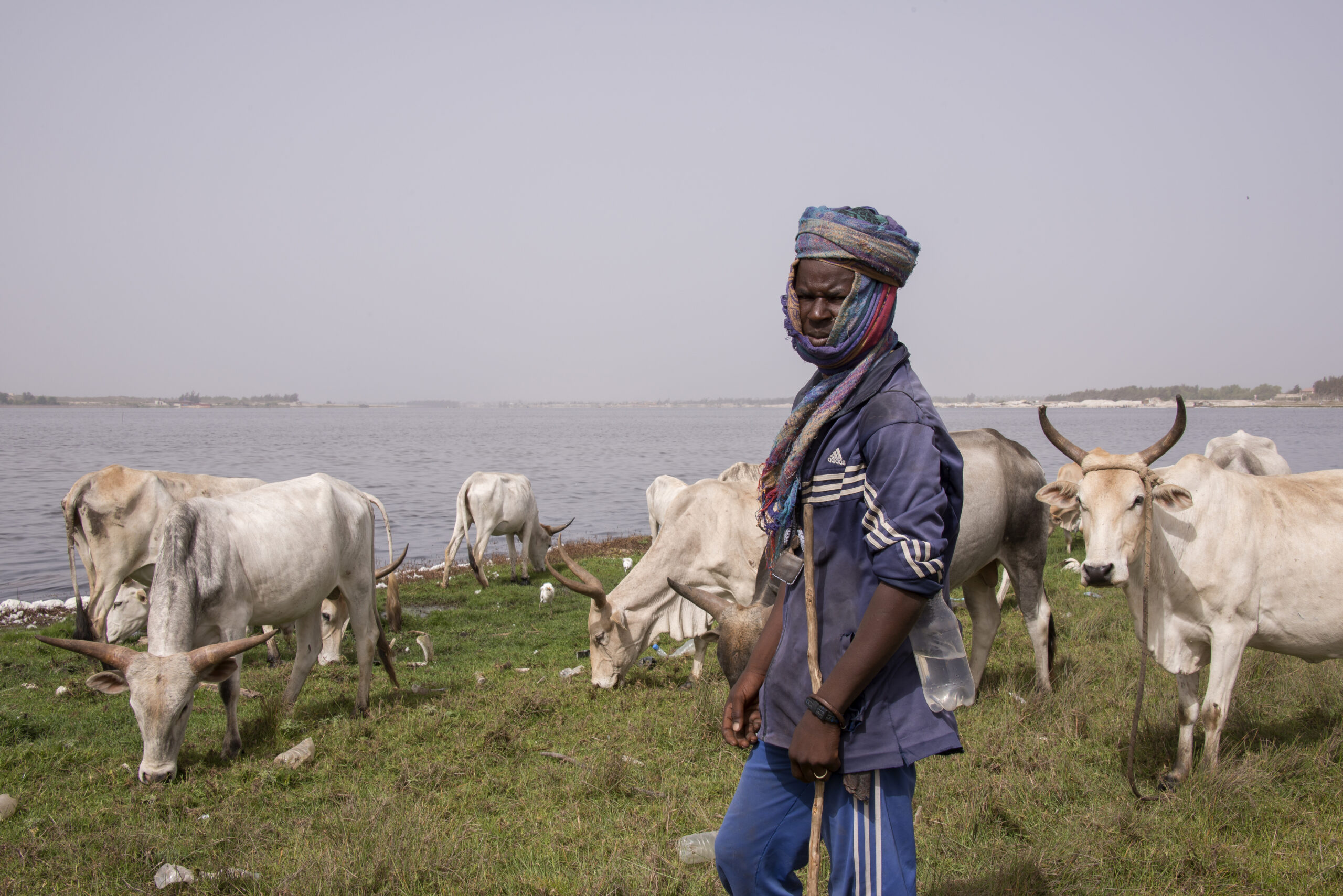 GCA to Enhance Resilience of Livestock Value Chains in Senegal - Global ...
