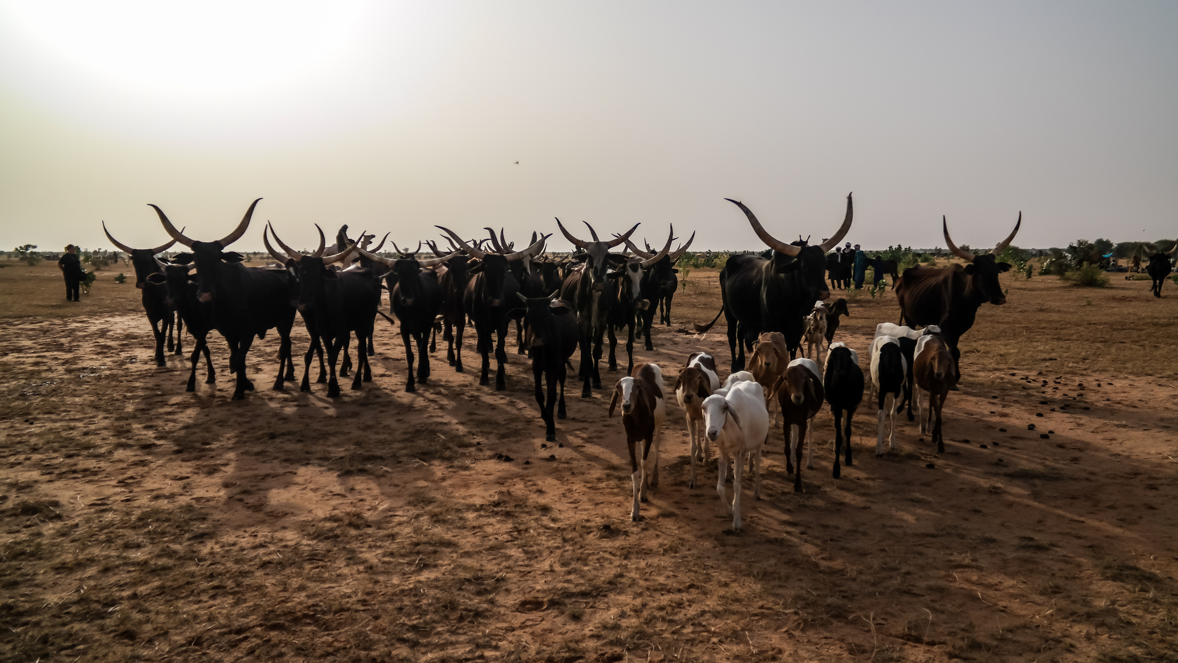 GCA and World Bank Group Launch Livestock and Agriculture Modernization ...