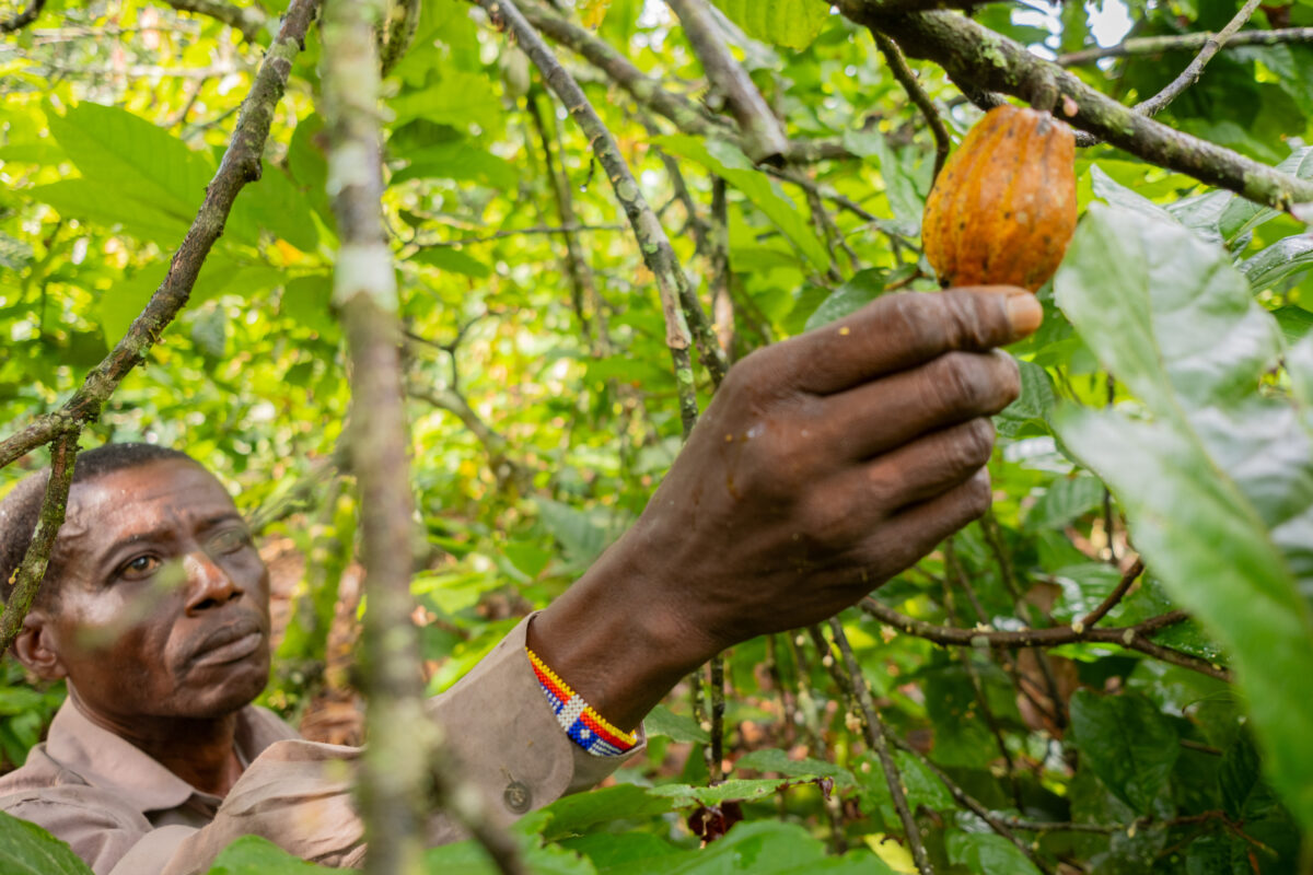 World Bank-GCA-CGIAR Ghana Tree Crops Diversification Project - Global ...