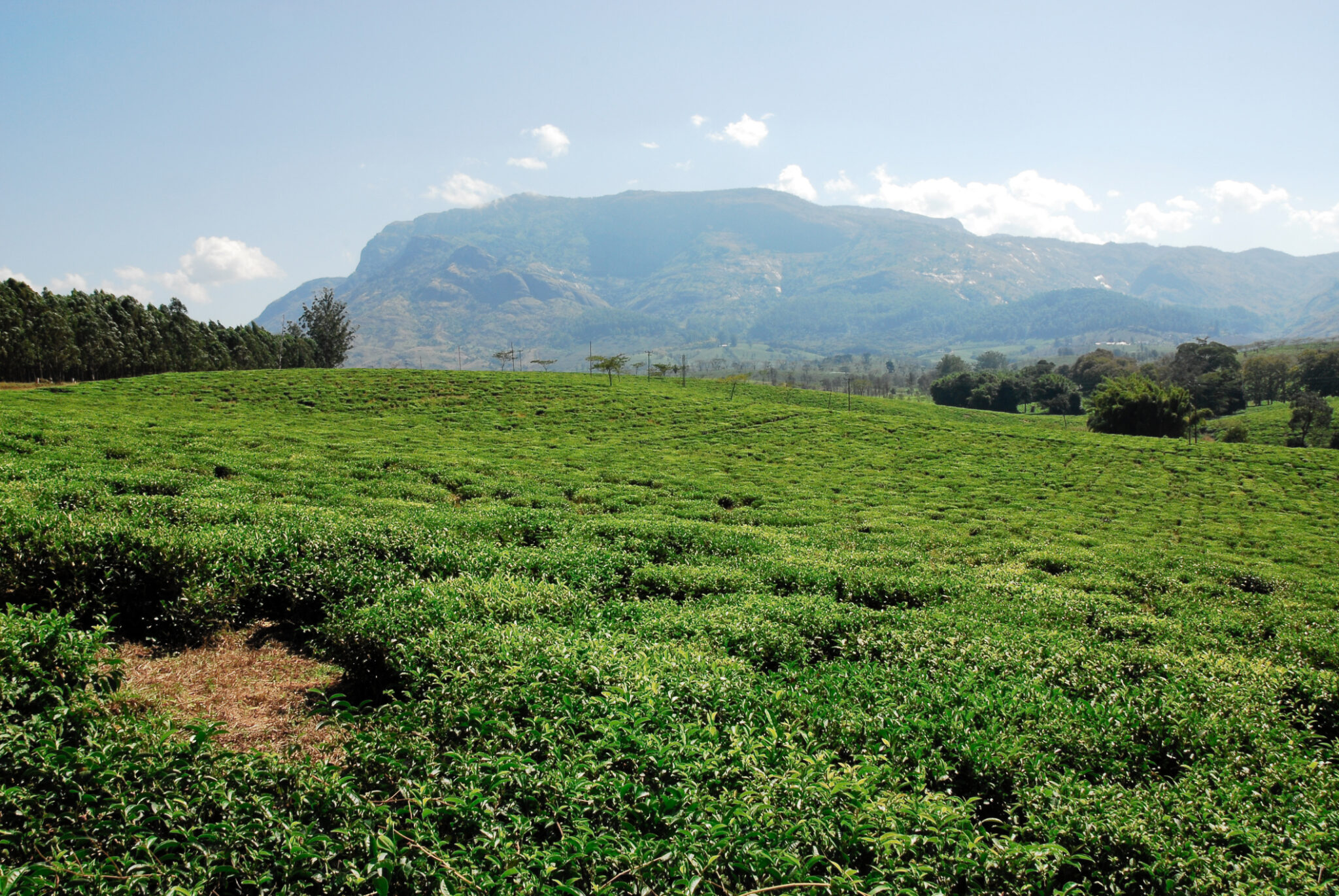 Inclusive Agri-food Value-chain Development Program - Global Center on ...